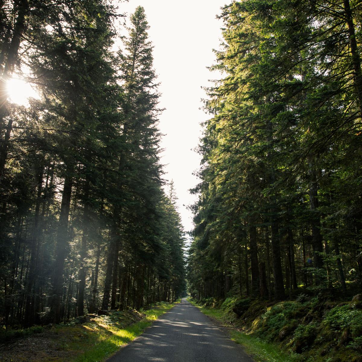 Livradois-Forez Regional Natural Park in Auvergne | Vacances en ...