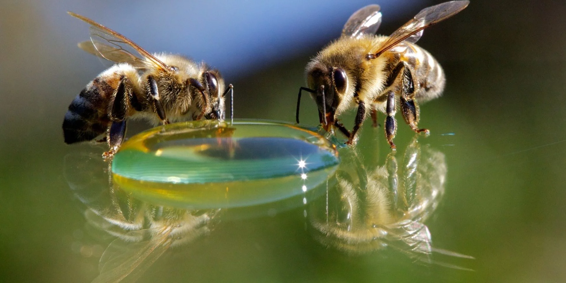 A bee-lover who knows how to pique curiosity | Vacances en Auvergne ...